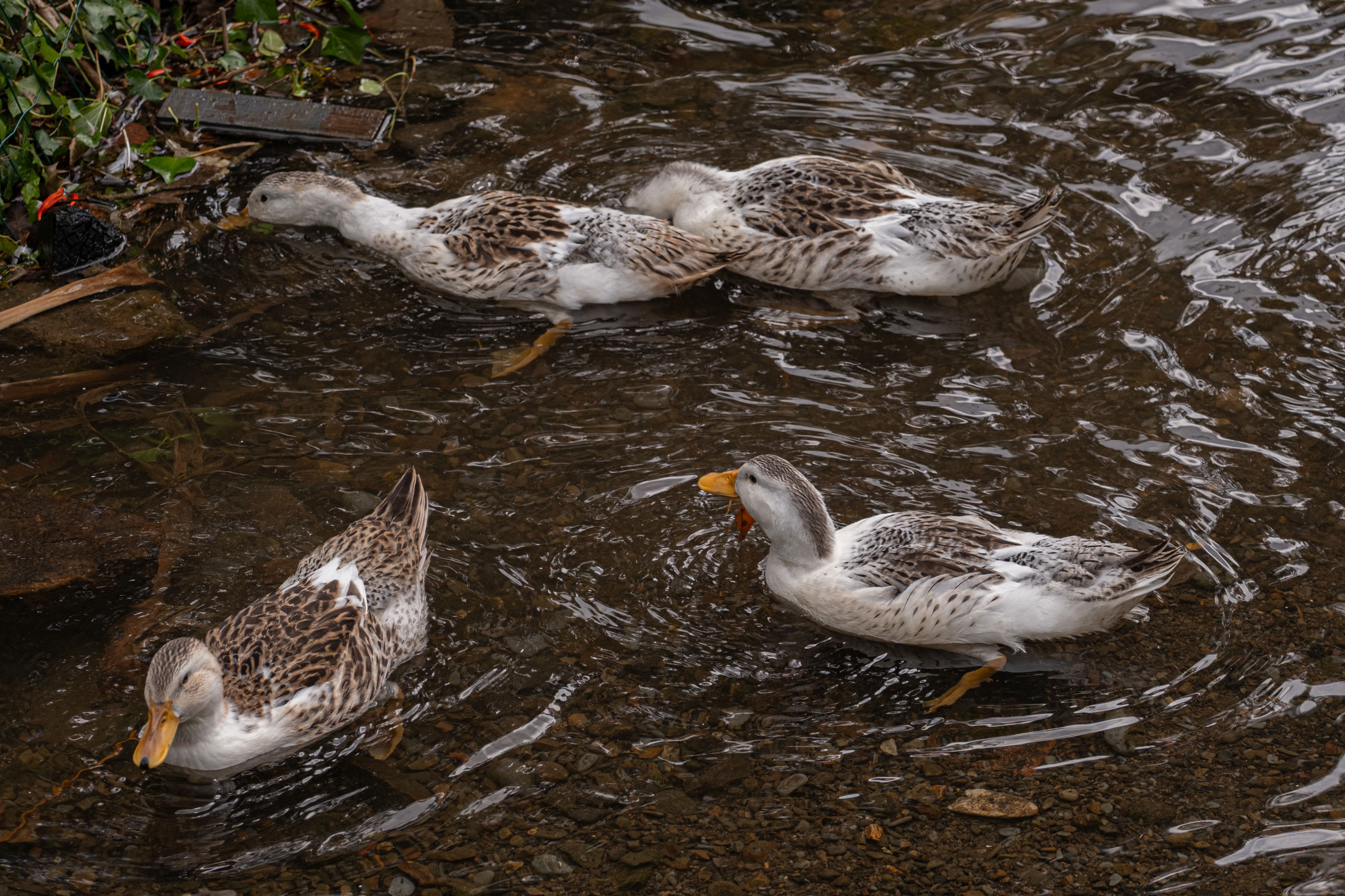 The Queen Inn | Cwmbran