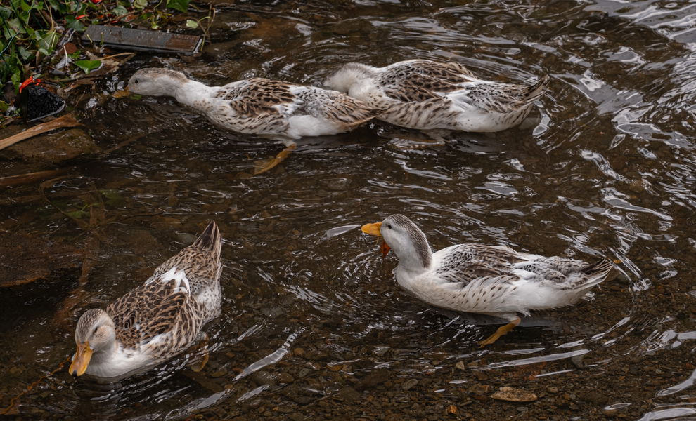 The Queen Inn | Cwmbran